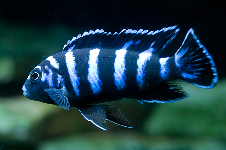 Blue Aqua: Demasoni Cichlid.