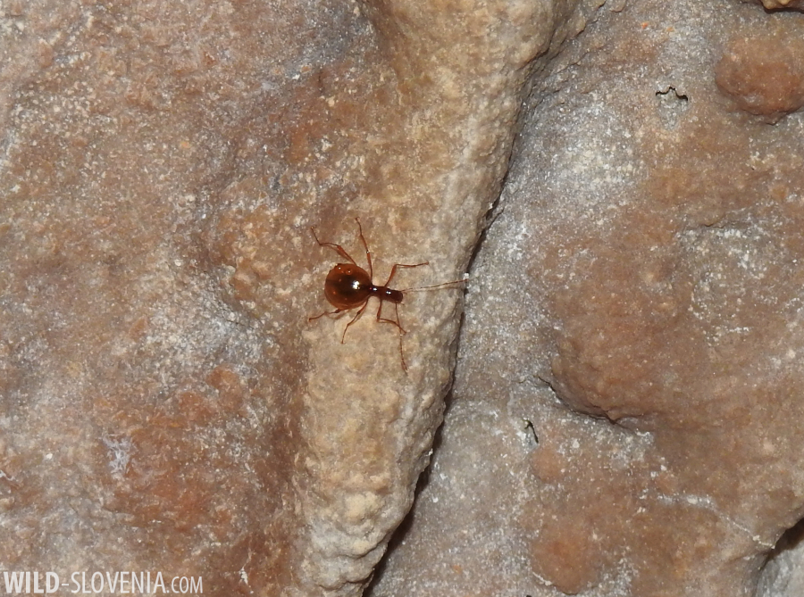 Carniolicum - Wildlife & Biodiversity in Slovenia: Leptodirus ...