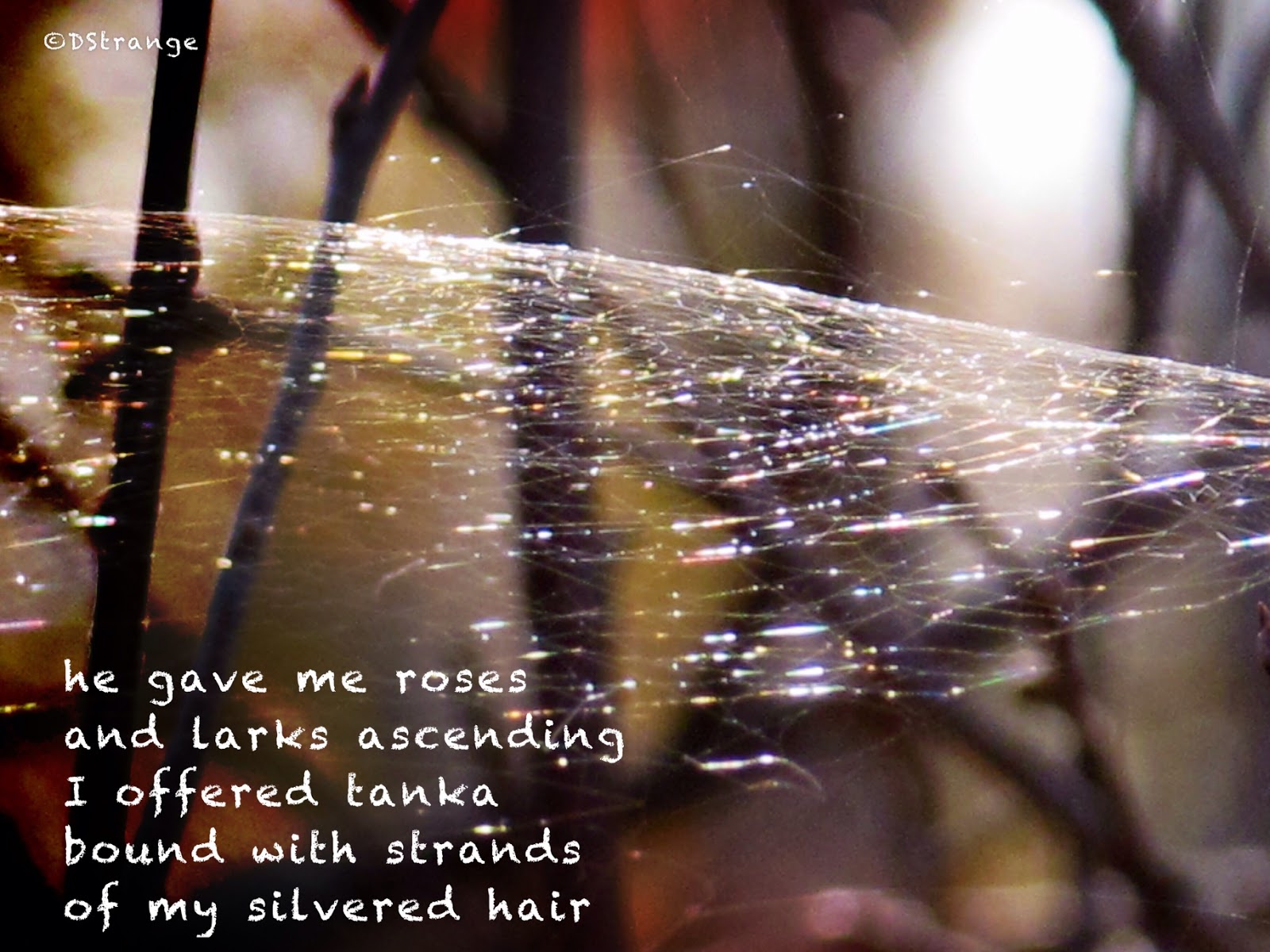 Warp and Weft ~ Images and Words: Hedgerow Poems, Number 74, April 2016