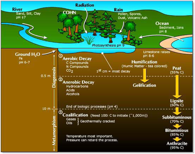 SC - MGEI Universitas Negeri Gorontalo: Proses Pembentukan Batubara