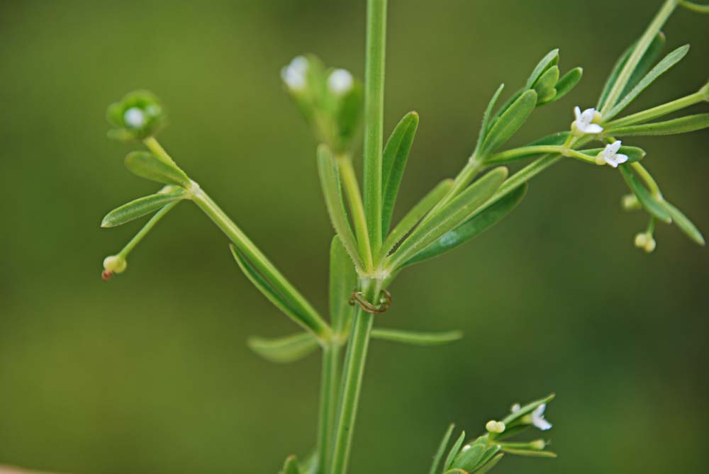 Space Coast Wildflowers: Orlando Wetlands Park, April 13, 2012