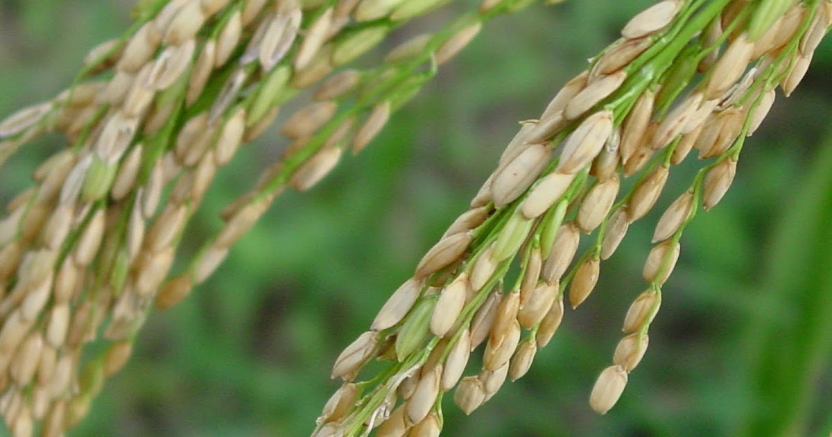 University of Florida/IFAS Charlotte County Extension: Rice is nice ...