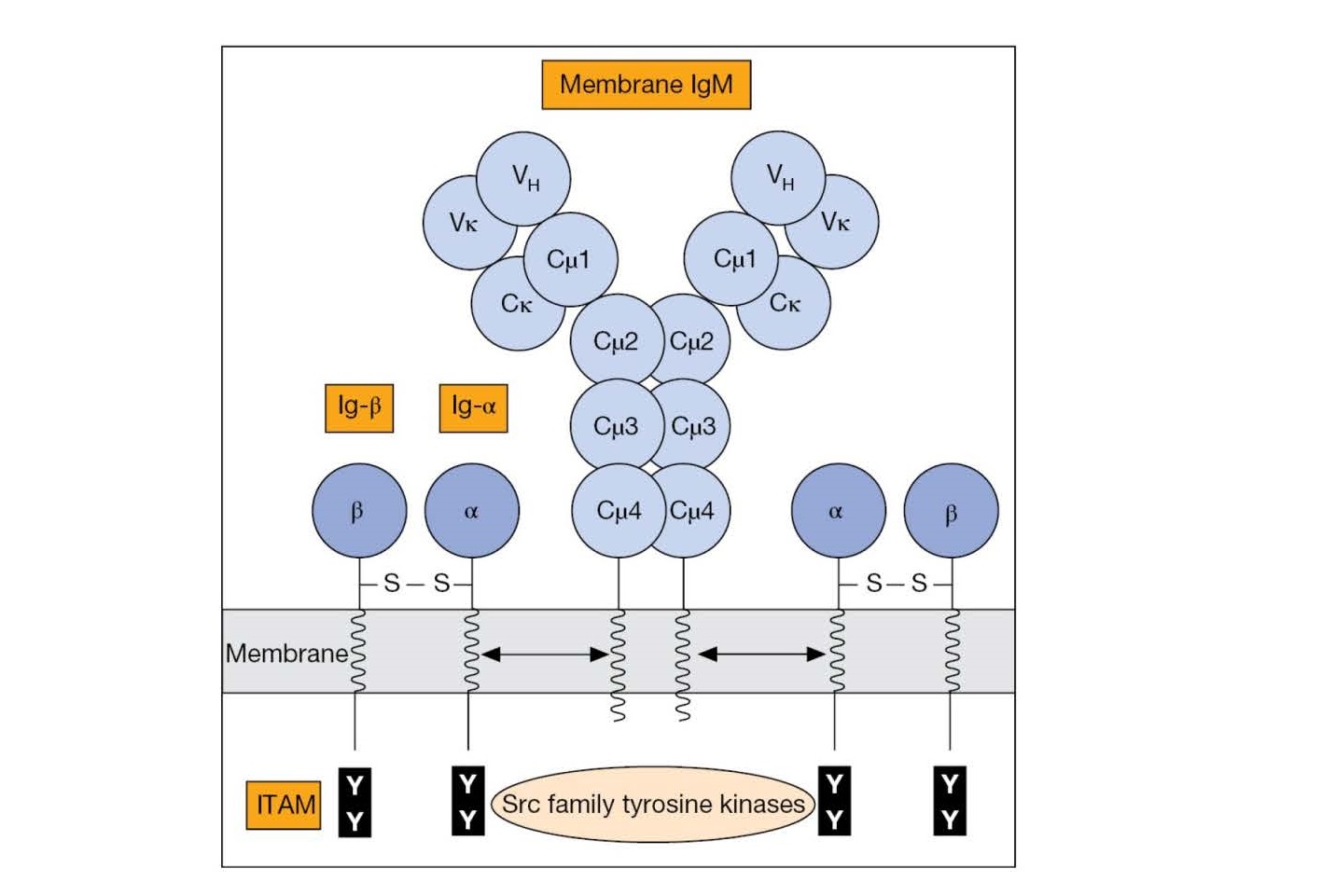 The B‐Cell Surface Receptor For Antigen (BCR) - pediagenosis
