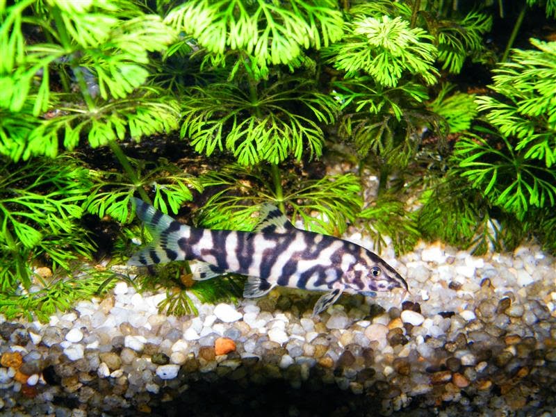 Jurassic: Botia Lohachata