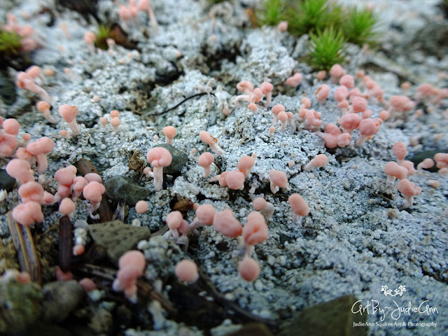 Pink Earth Lichen 4 Photos + Video - ArtByJudieAnn