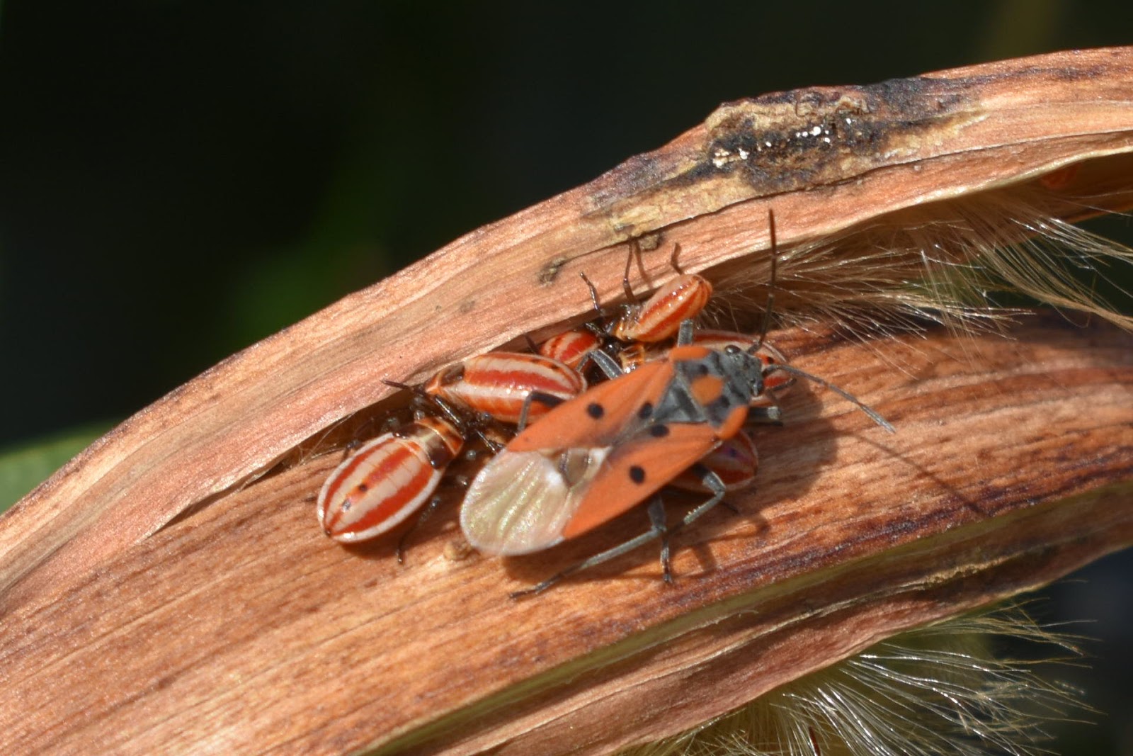 ZOOTOGRAFIANDO (6.100 ANIMALS): CHINCHE DE CRETA / CRETE BUG (Lygaeus ...