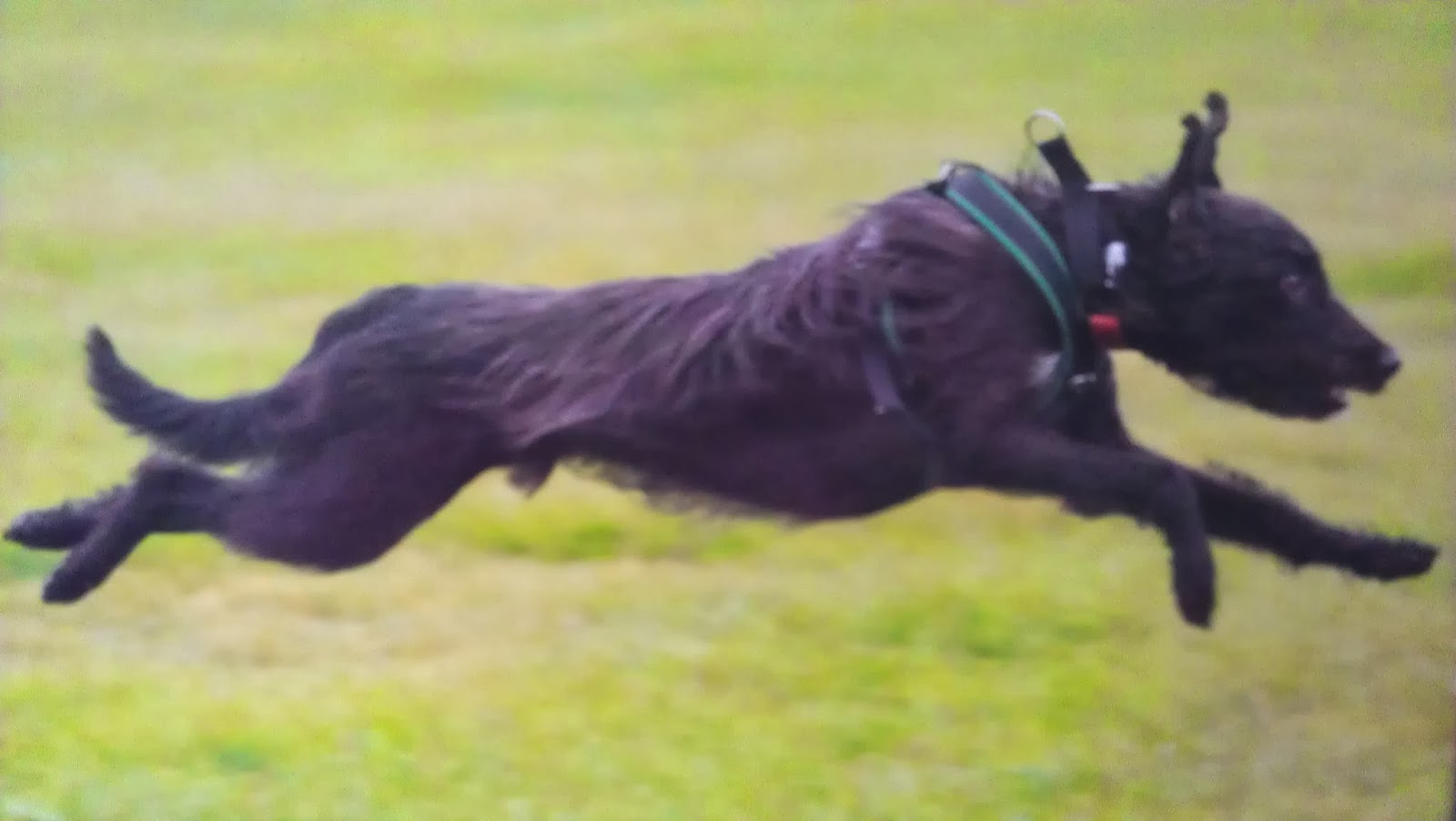 Twiglet - the scruffy black dog