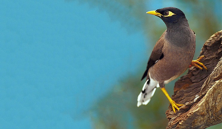 Bagaimana Cara Menghitung Burung di Dunia? | Belajar Sampai Mati