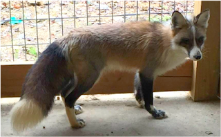 Pet Foxes: Pros & Cons