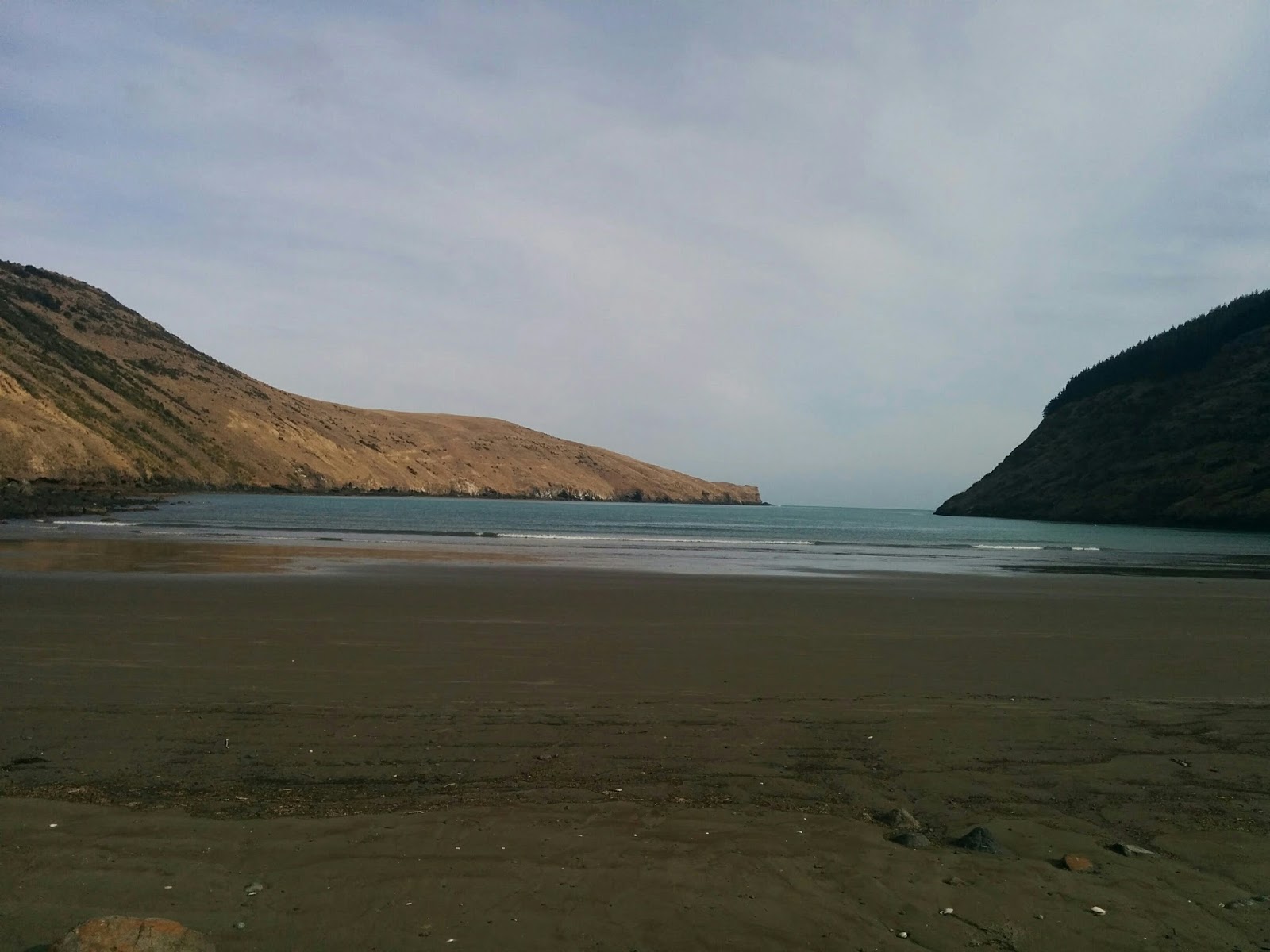 Amber's Blog: Adventures in Birding - Bush Birds of Banks Peninsula