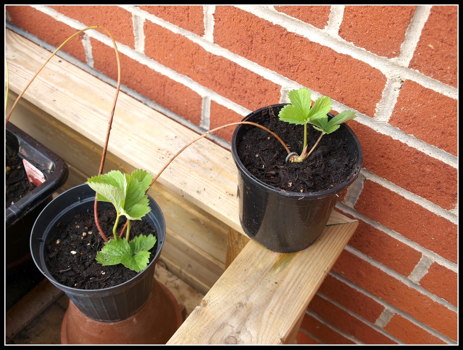 Mark's Veg Plot: Propagating Strawberries