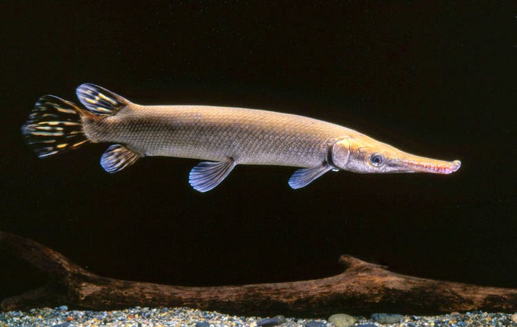 Jenis Jenis Ikan Aligator - Ikan Hias Air Tawar