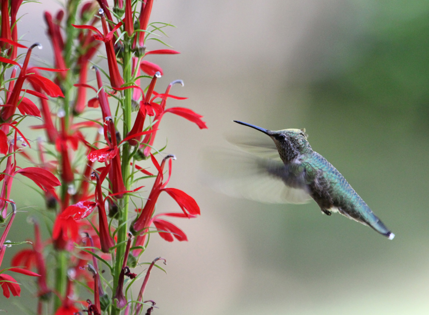 Vickie Henderson Art: Hummingbirds, Pollination and Knoxville's ...