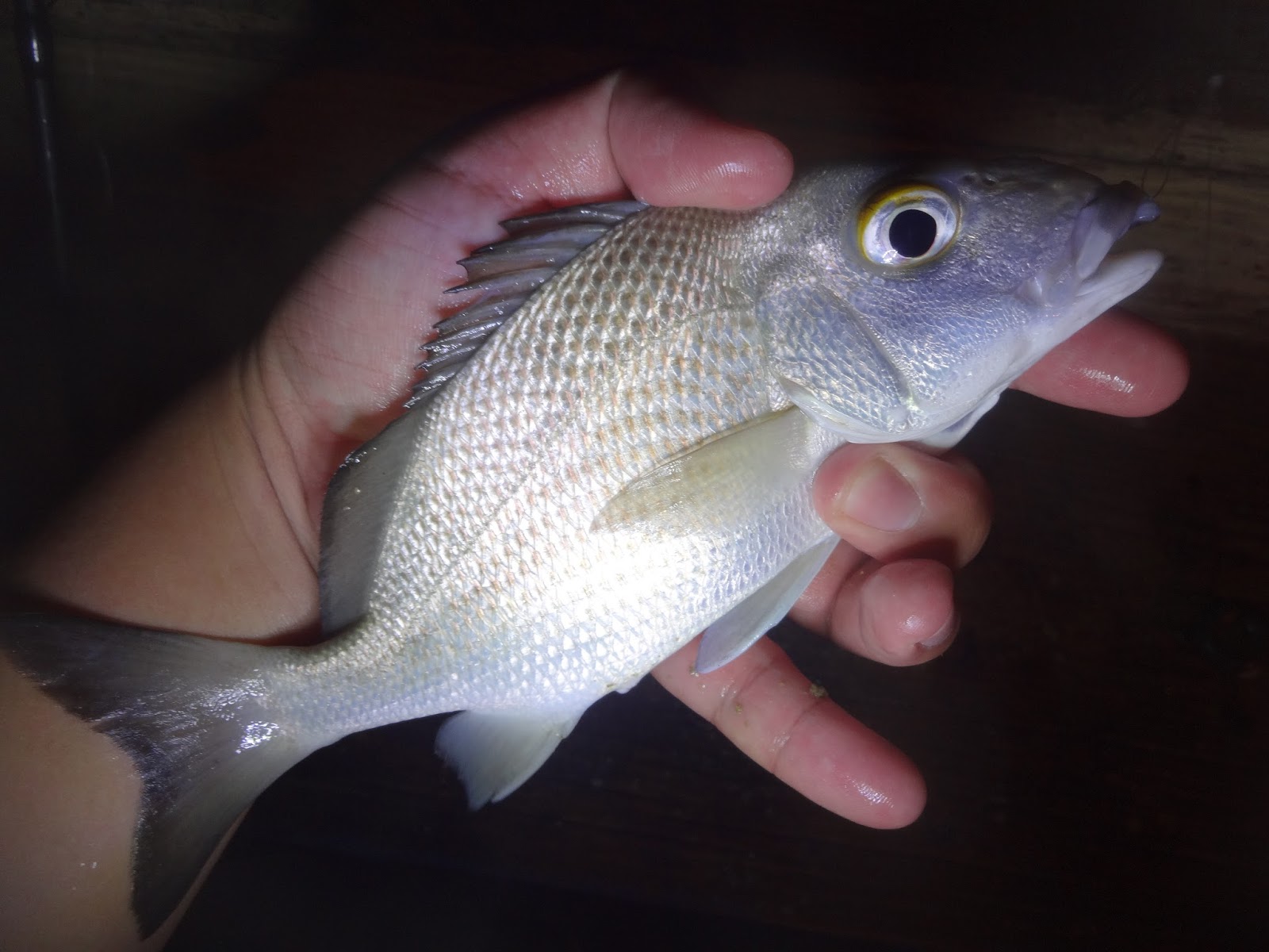 Extreme Philly Fishing: Florida Fishing Under Fresh Gale Conditions (01 ...