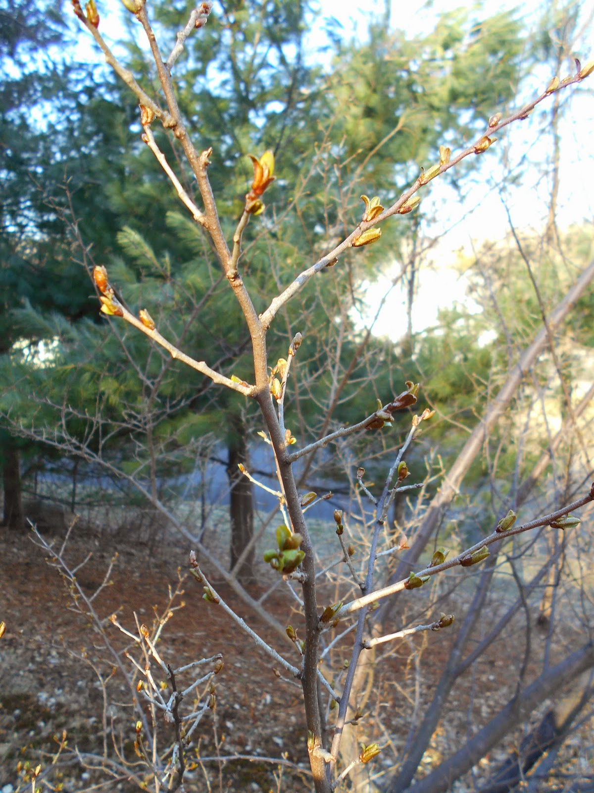 When Weeds Whisper: Bud Walk