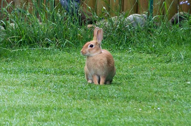 Burton Green: Lost/Found Rabbit