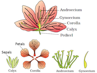 Morphology of Flowering Plants - Notes | Class 11 | Part 4: The Flower ...