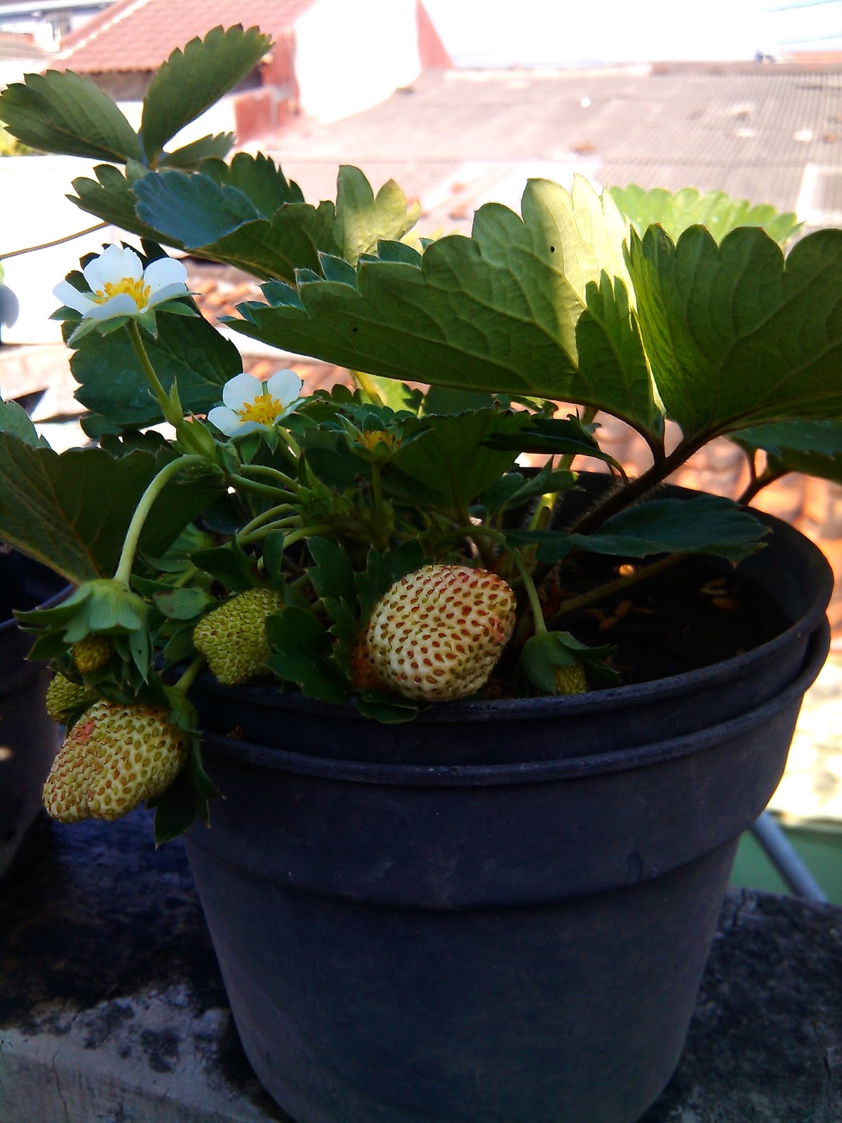 De-Planta: Tentang Tanamanku, sebuah hobi kecil di Kota Yogya ...