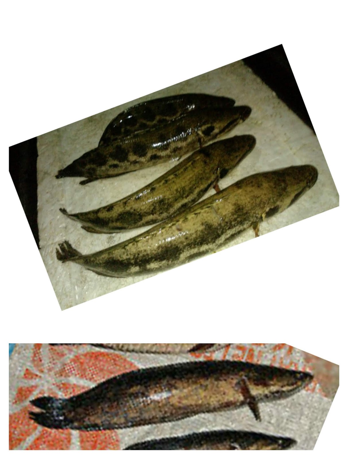 MUSLIM HOMEPAGE: Januari 2019