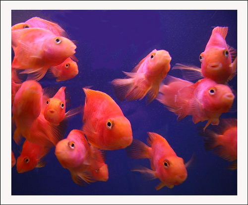 PETS: Blood Parrot Fish