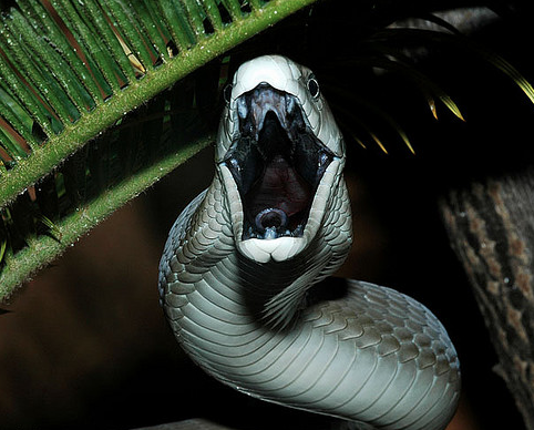 Venom Nature: Black Mamba