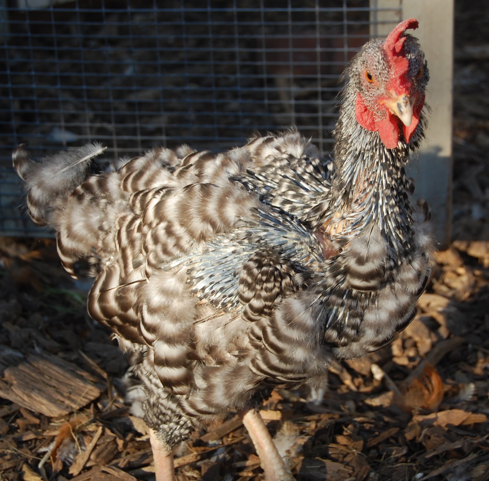 Gracie's Backyard Chickens: Molting