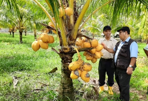 Anim Agriculture Technology: PLANT MAWA AND MATAG COCONUT