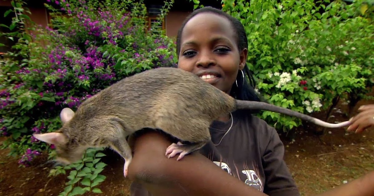 giant-rats-can-detect-tuberculosis-extraordinary-animals-gamesworld