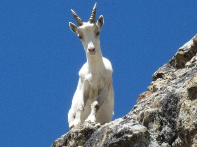 Il tempo ritrovato: L'agnello salvato dal suo muso bicolore e gli ...