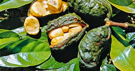 La noce di cola, un potente stimolante