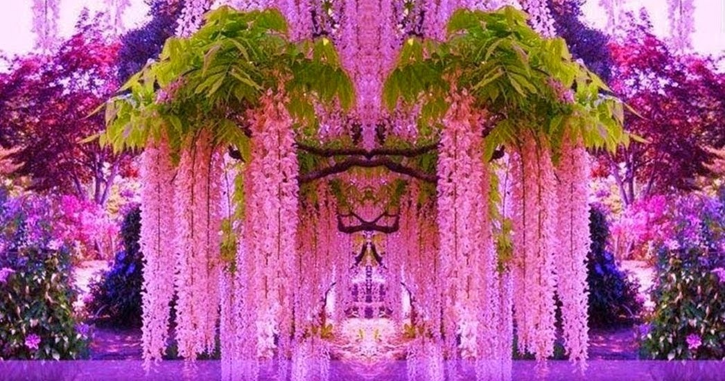 Angélica Italia: Magnificent Colors of Wisteria