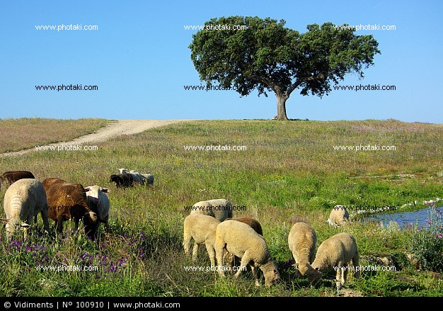 LA IMPORTANCIA DE LAS REGIONES Y LOS RECURSOS NATURALES: PRADERA