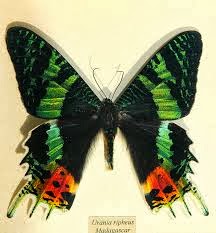 PENGAJARAN DARIPADA ALAM: RAMA RAMA