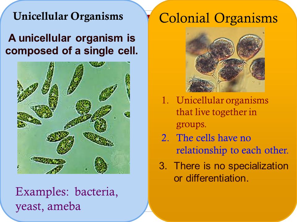 From PUA to eternity: The organisation of cells