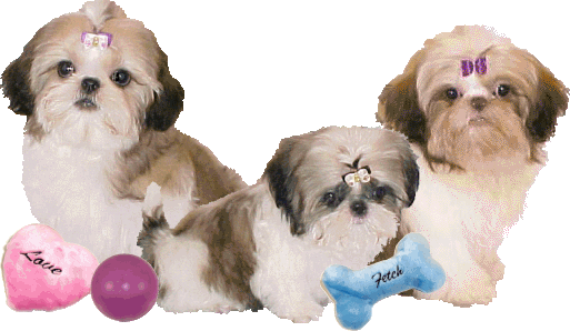 pasiuni 011: Pechinez Imperial, îngrijire şi sănătate