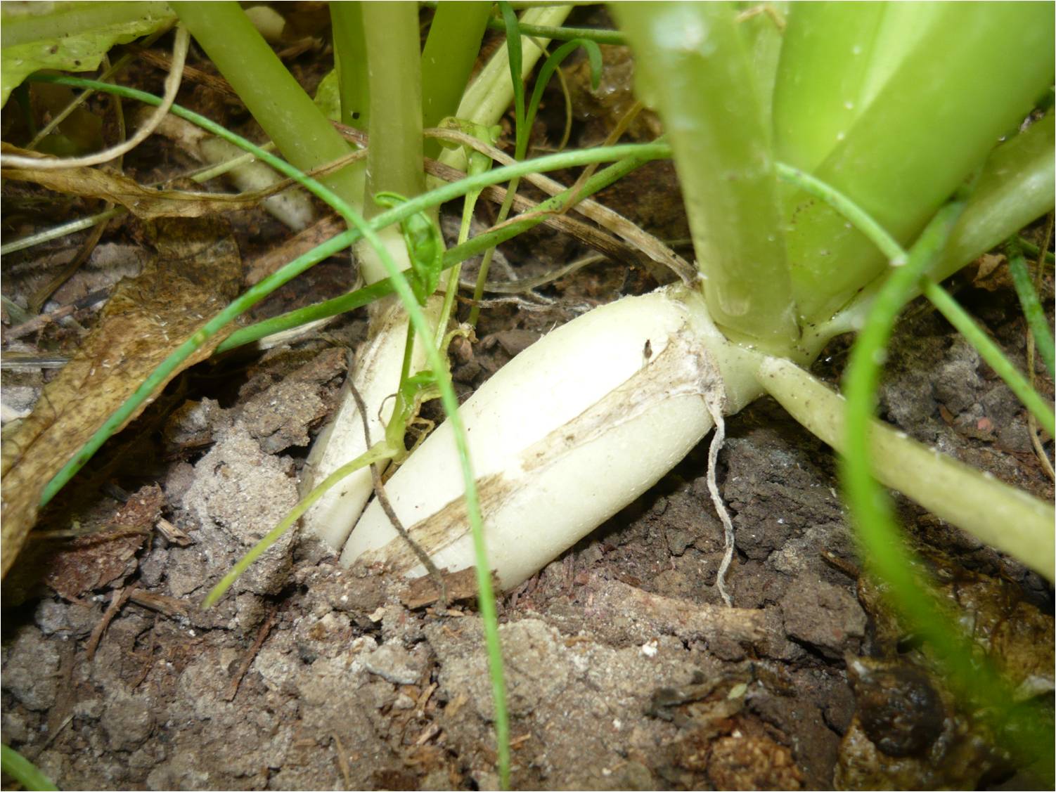 ALTERNATIVA ECOLÓGICA: CULTIVO DE NABO