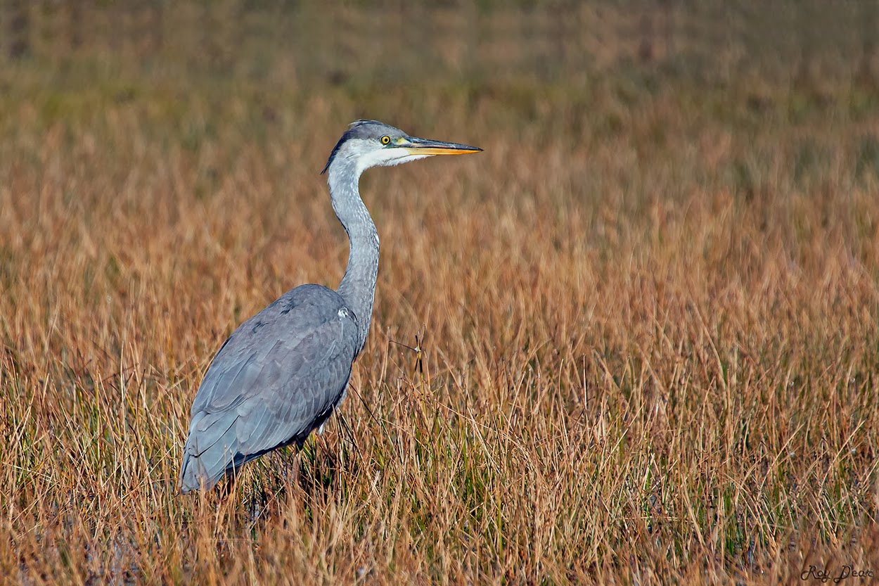 Foto's: Blauwe reiger