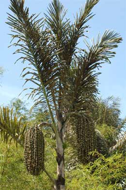 Khasiat Tanaman Aren Untuk Sariawan, Batu ginjal ~ KHASIAT DAN MANFAAT ...