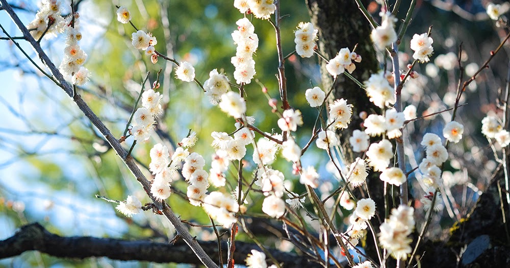 Kecantikan Bunga Plum Blossom ~ TITIAN ILMU