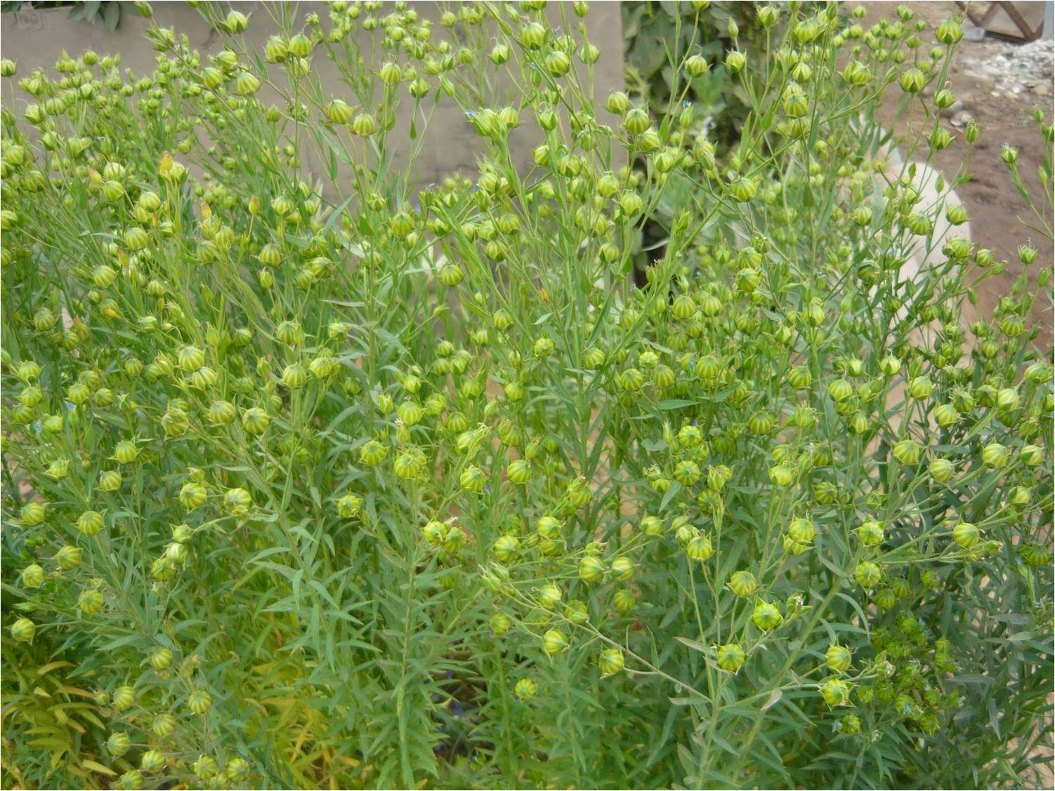 ALTERNATIVA ECOLÓGICA: CULTIVO DE LINAZA