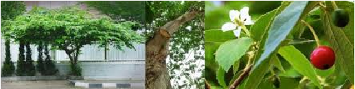 Kersen Leaf Extract | Potentially Replaces Synthetic Antioxidants For ...