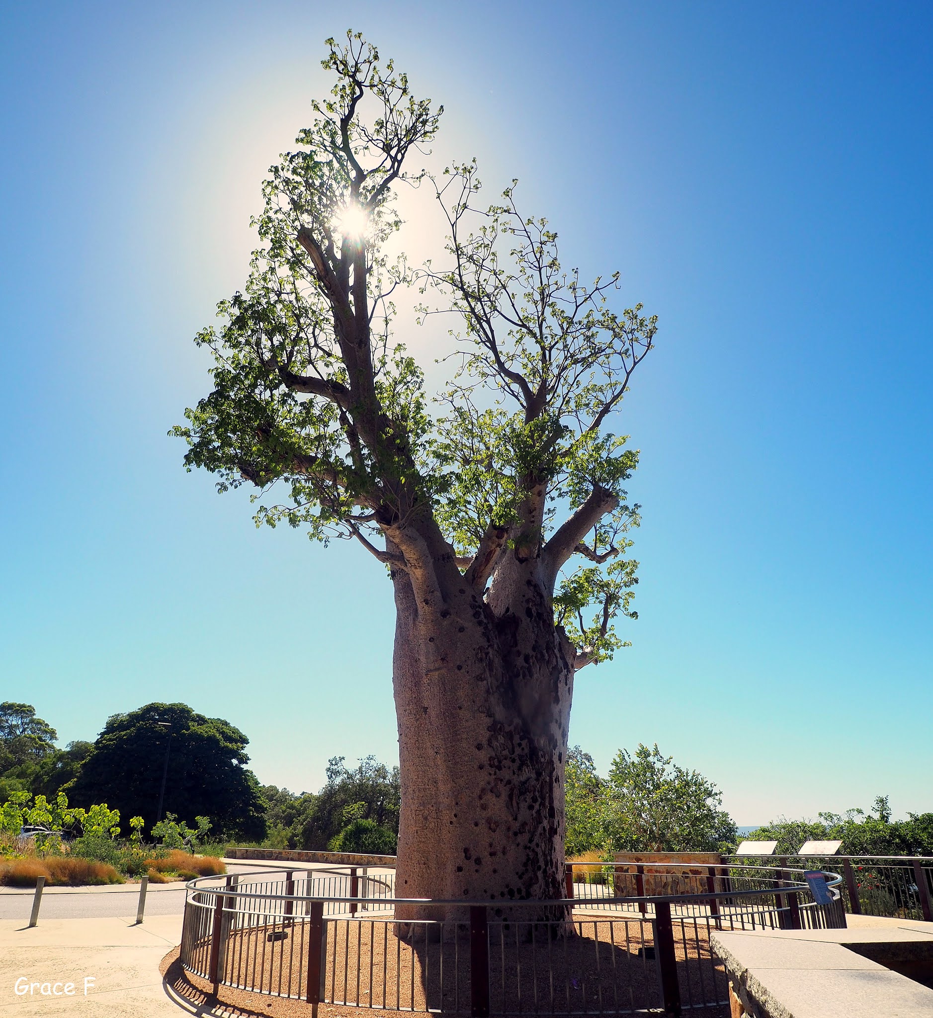 Perth Daily Photo : Gija Jumulu.. quite a journey.