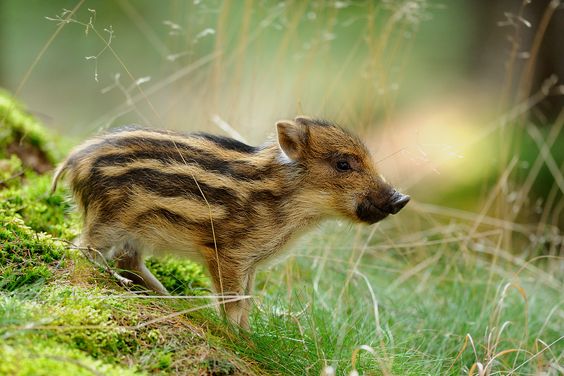 DIVOKÉ PRASE - SYMBOLIKA