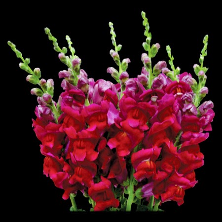 SNAPDRAGON FLOWER photos - wallpapers | the fun bank