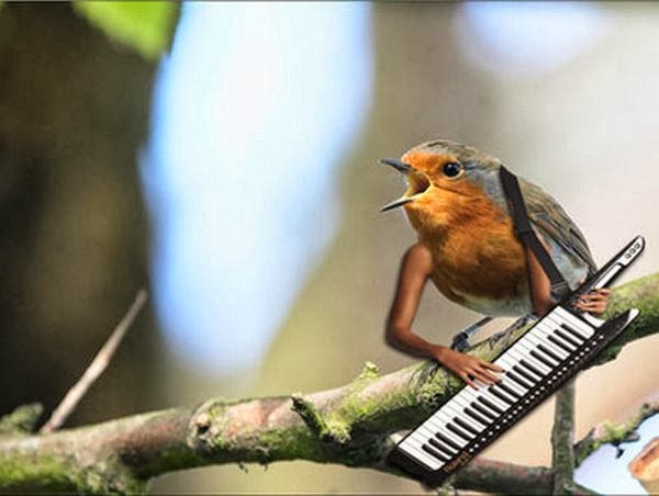 FuNtastiC: Funny Photoshopped birds ;0 (Part-1)