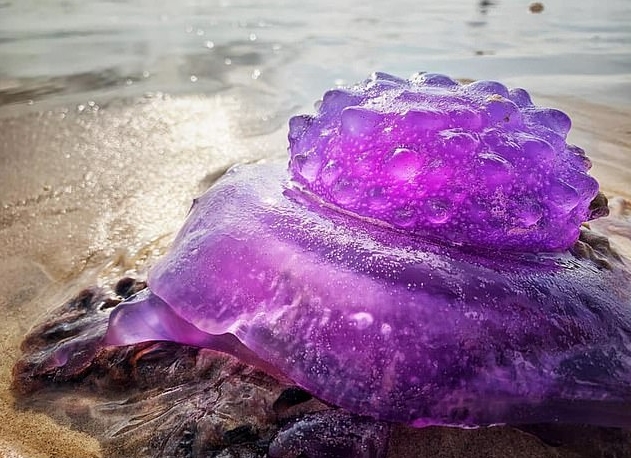 White Wolf : Extremely Rare Purple Jellyfish Washed Up On A Cronulla Beach