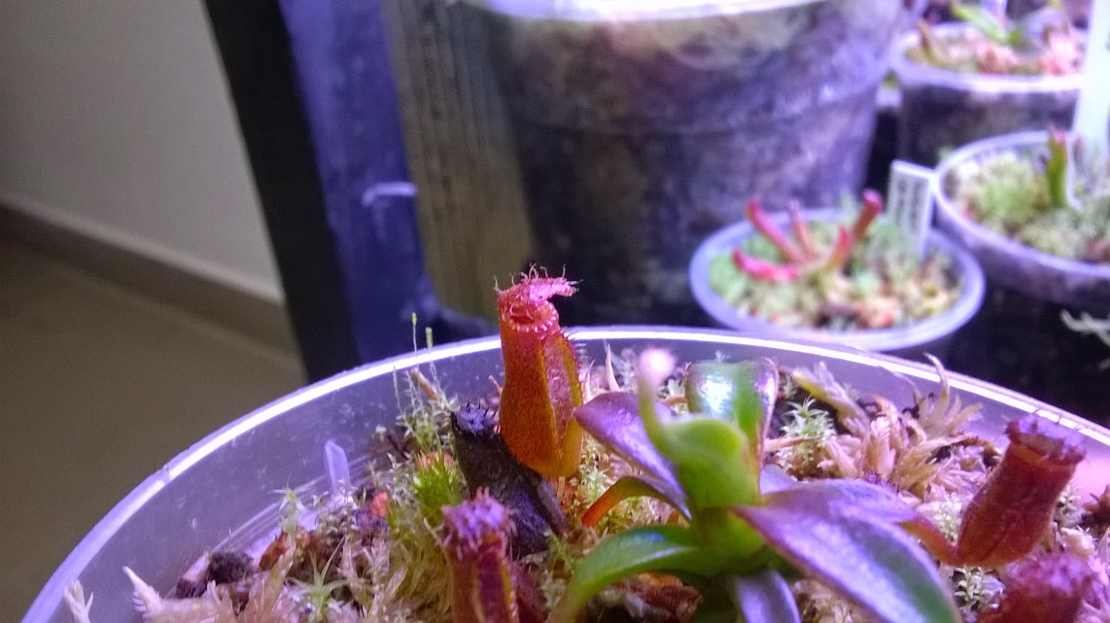 Project 'Tepui' Chronicle