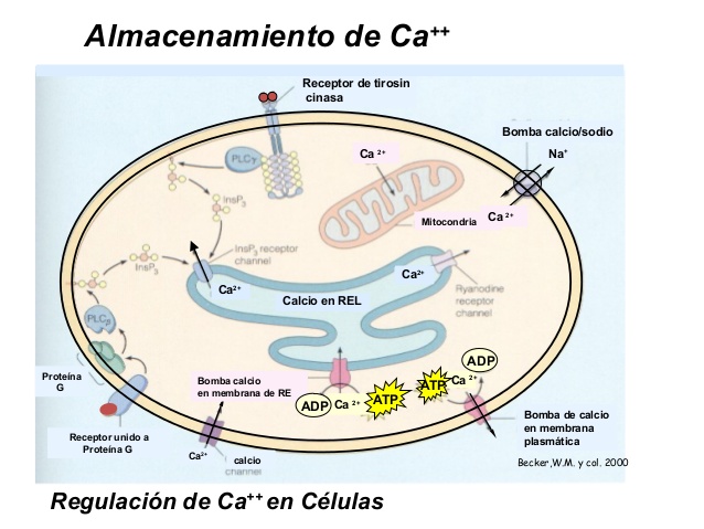 Actuaciencia: Transporte a través de la membrana