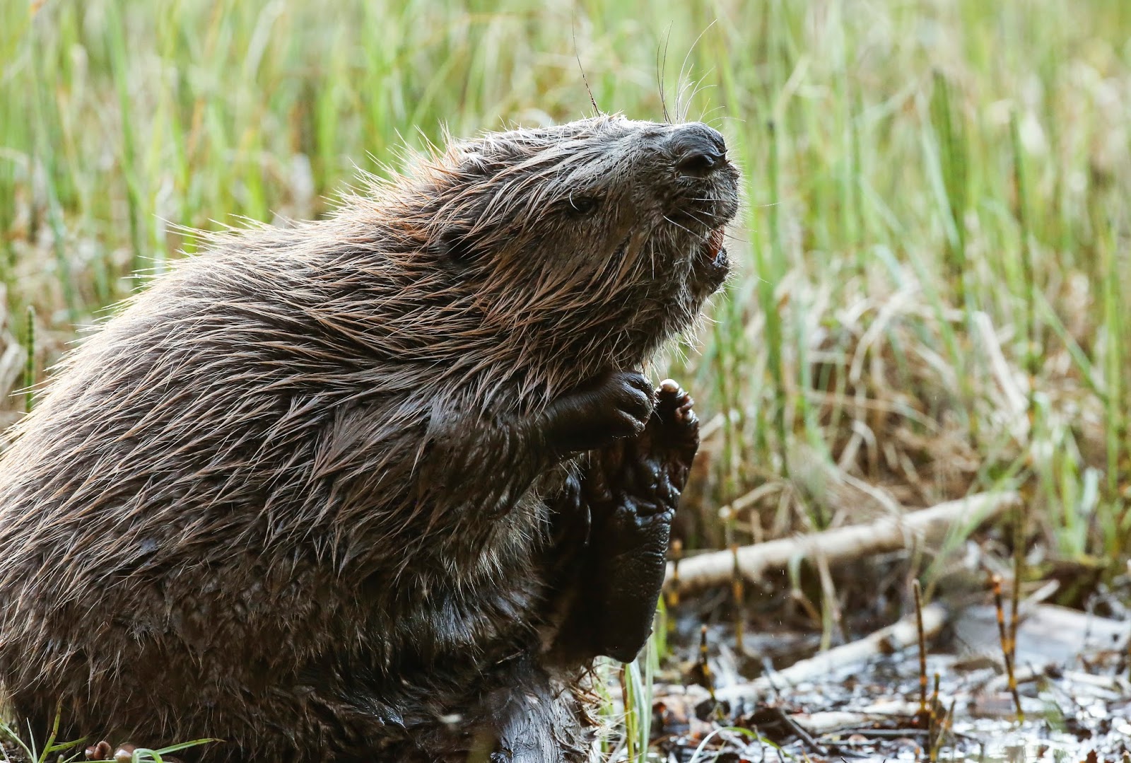 Nature photo by Lillian U. Gulliksen: Dyr, fugler og solnedgang/Animals ...