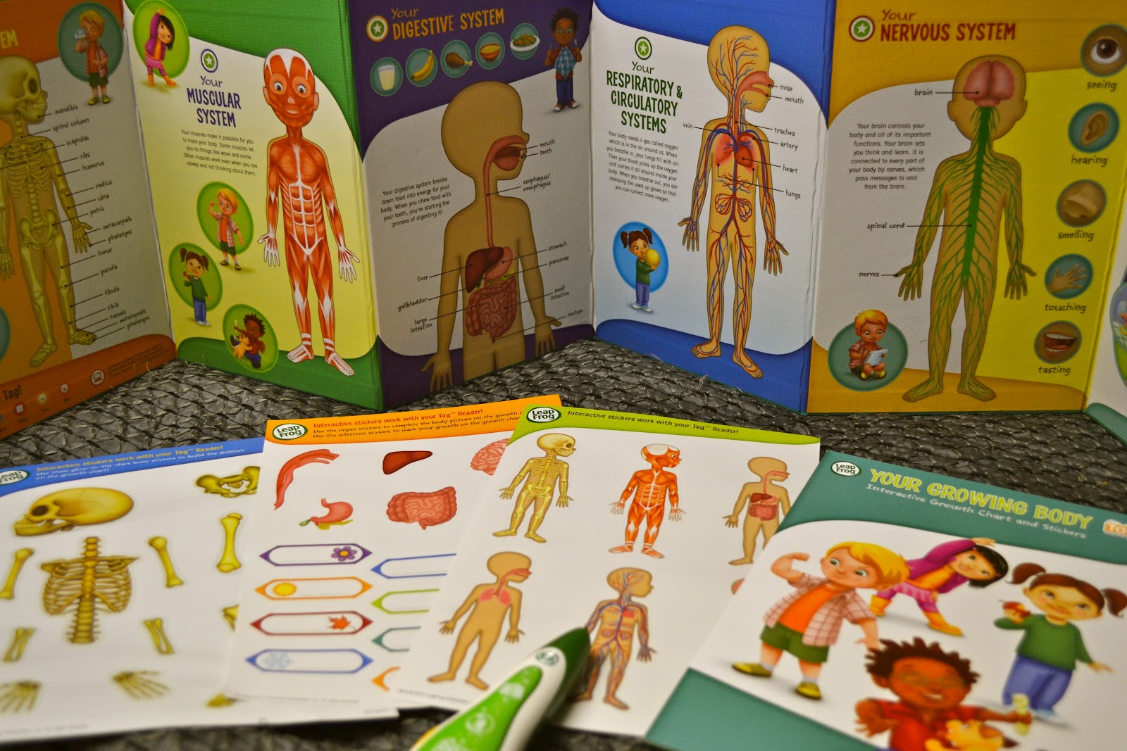 My Daughter Is Getting Older ~ Teaching About the Human Body with Tag ...
